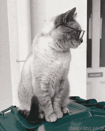 Cat Glasses Cat Glasses Hipster Discover And Share S