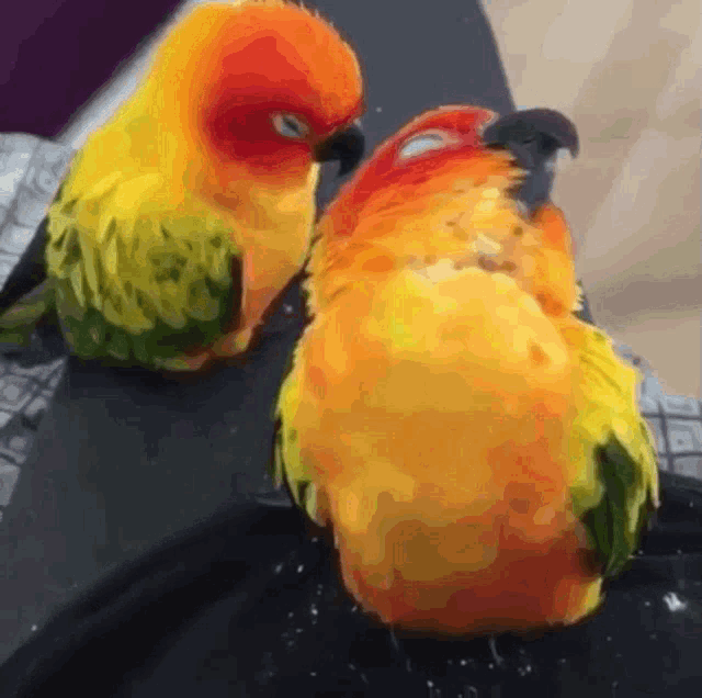 Sleepy Bird Sleepy Bird Cute Discover And Share S