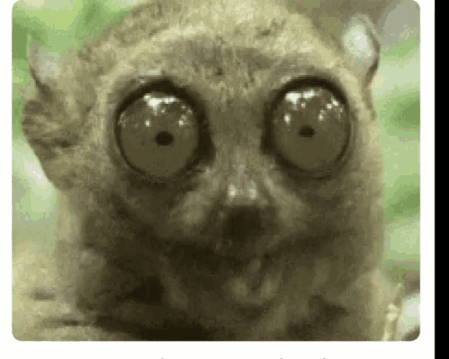 Tarsier Wide Awake Tarsier Wideawake Discover And Share S