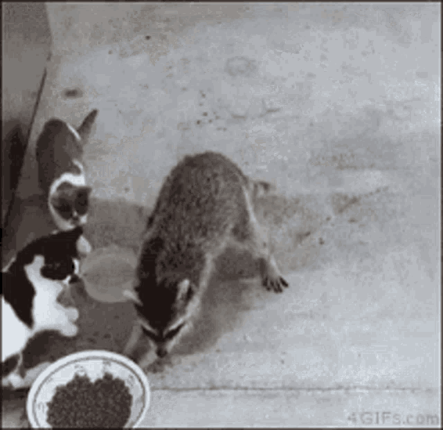 Stealing Food Stealing Food Discover And Share S