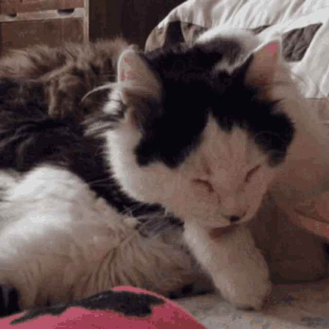 Blep Cat GIF - Blep Cat - Discover & Share GIFs Blep Cat GIF - Blep Cat - Discover & Share GIFs