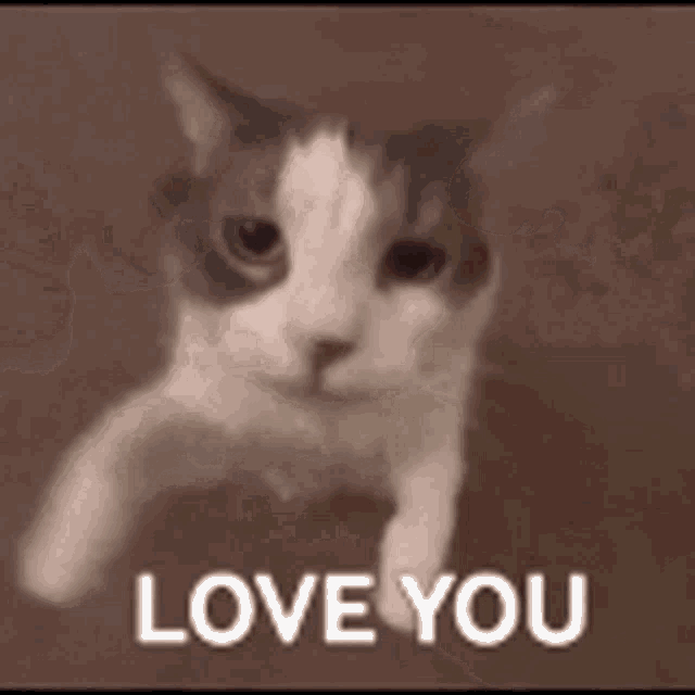 Cat Love You Cat Loveyou Kiss Discover And Share S