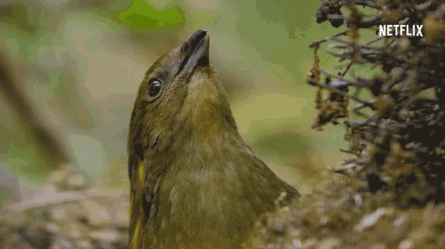 Chirping Mating Call Chirping Matingcall Mockingbirds Discover And Share S