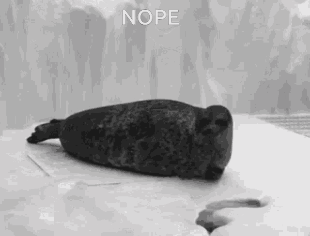 Seal Nope Seal Nope Rolling Discover And Share S
