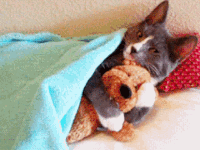 Hugs Cat Hugs Cat Cute Discover And Share S