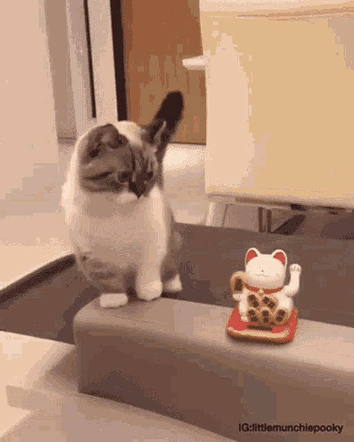 Cat Cute Cat Cute Adorable Discover And Share S