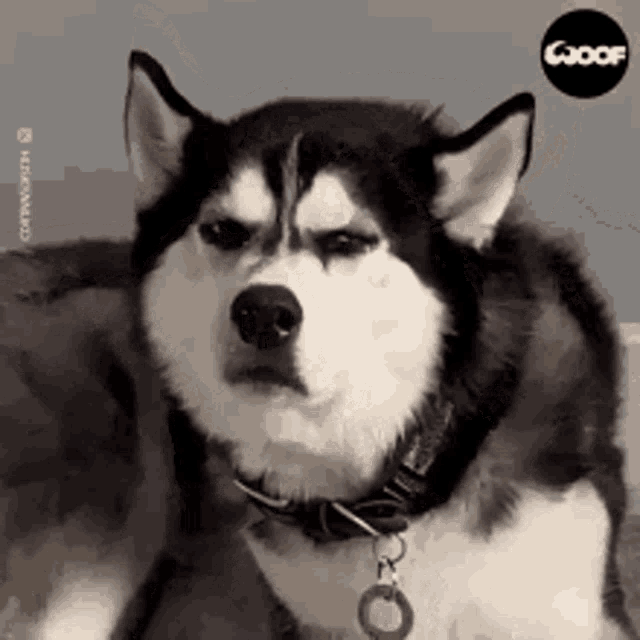 Niu Huskies By Northern Illinois University Find