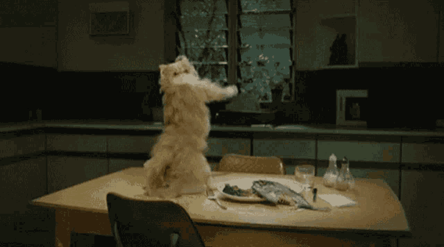 Cat Dance Cat Dance Cute Discover And Share S