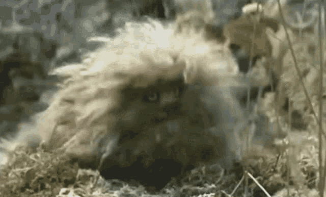 Cute Dark Crystal Cute Darkcrystal Fizzgig Discover And Share S