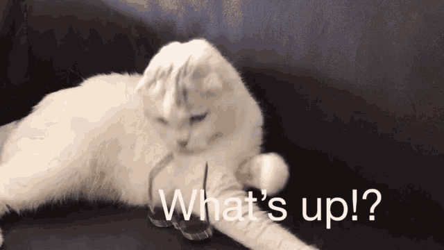 Cats Cool Cats Cat Cool Discover And Share S