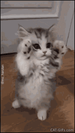 Rawr Kitten Rawr Kitten Cute Discover And Share S