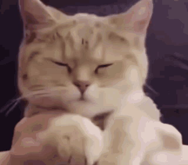 Cute Cute Cat GIF - Cute CuteCat CatDance - Discover & Share GIFs Cute Cute Cat GIF - Cute CuteCat CatDance - Discover & Share GIFs
