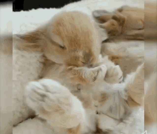 36 Best Ideas For Coloring Cute Bunny