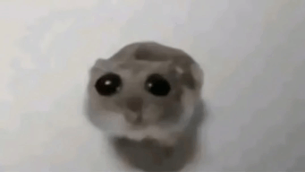 Hamster Meme Meme - Hamster meme - Discover & Share GIFs Hamster Meme Meme - Hamster meme - Discover & Share GIFs