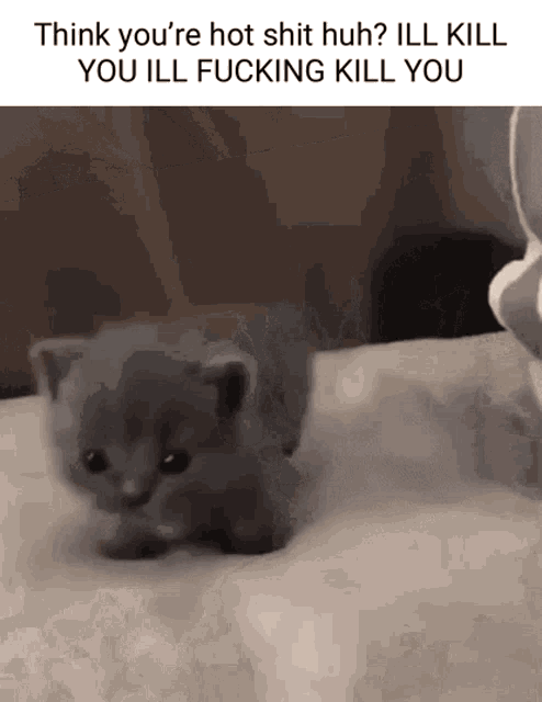 Cat Cat Discover And Share S